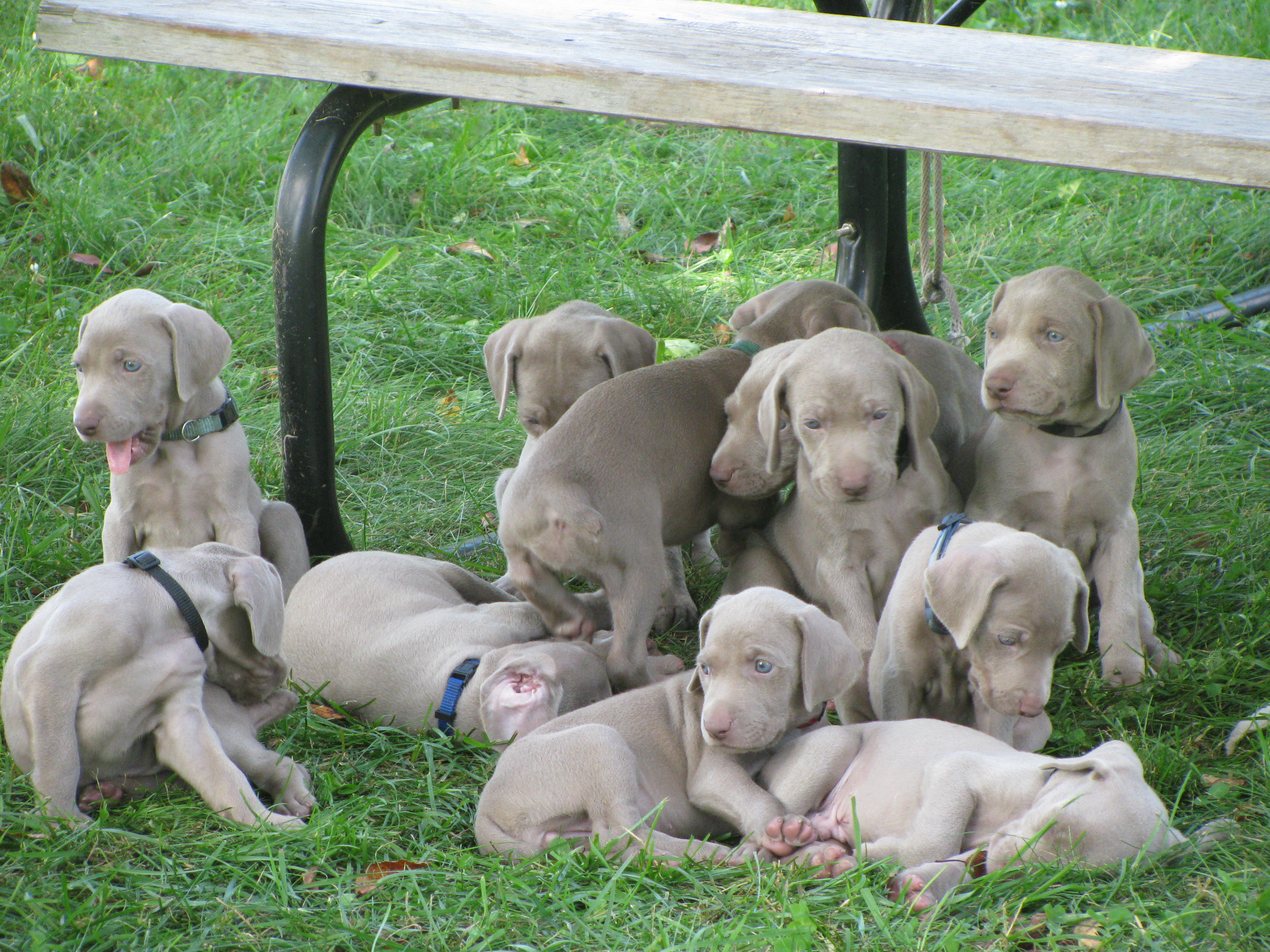 Palimar Weimaraners
